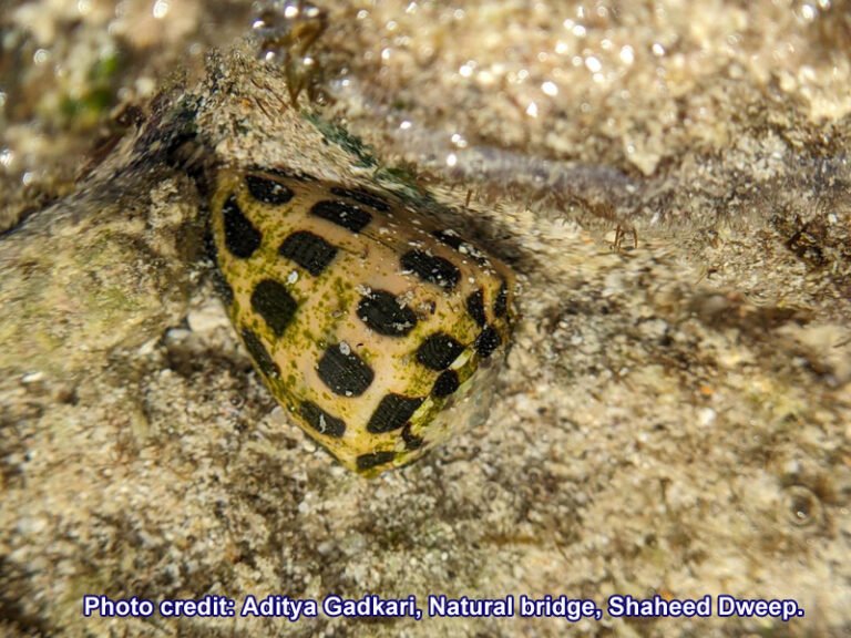 Know Your Shore – By Nature Conservation Foundation – Andaman Chronicle